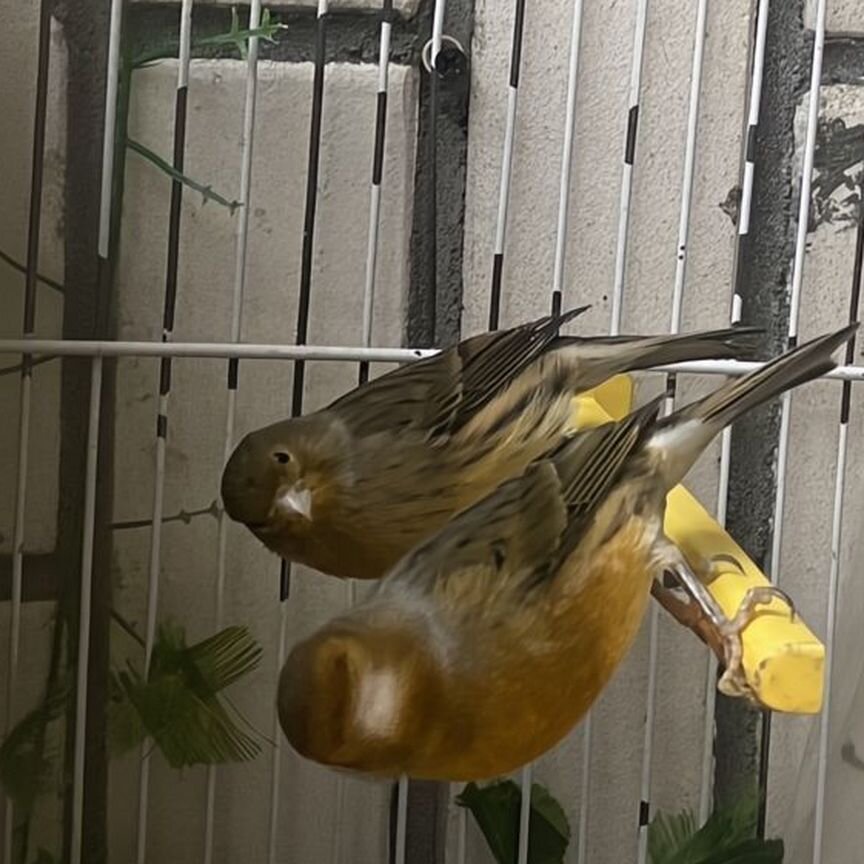 Кенара и канарейки