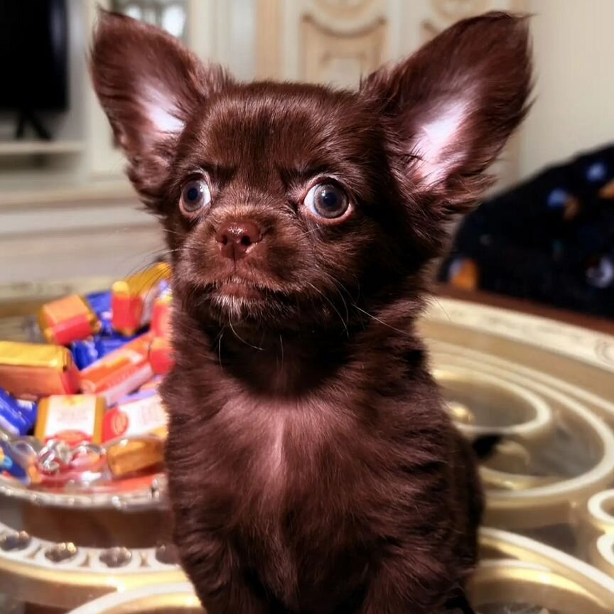 Чихуахуа, щенок