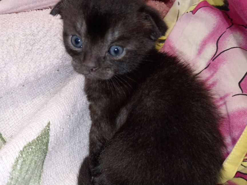Черный котенок вислоухий