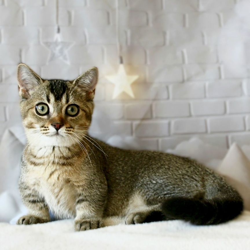 Девочка на коротких лапках
