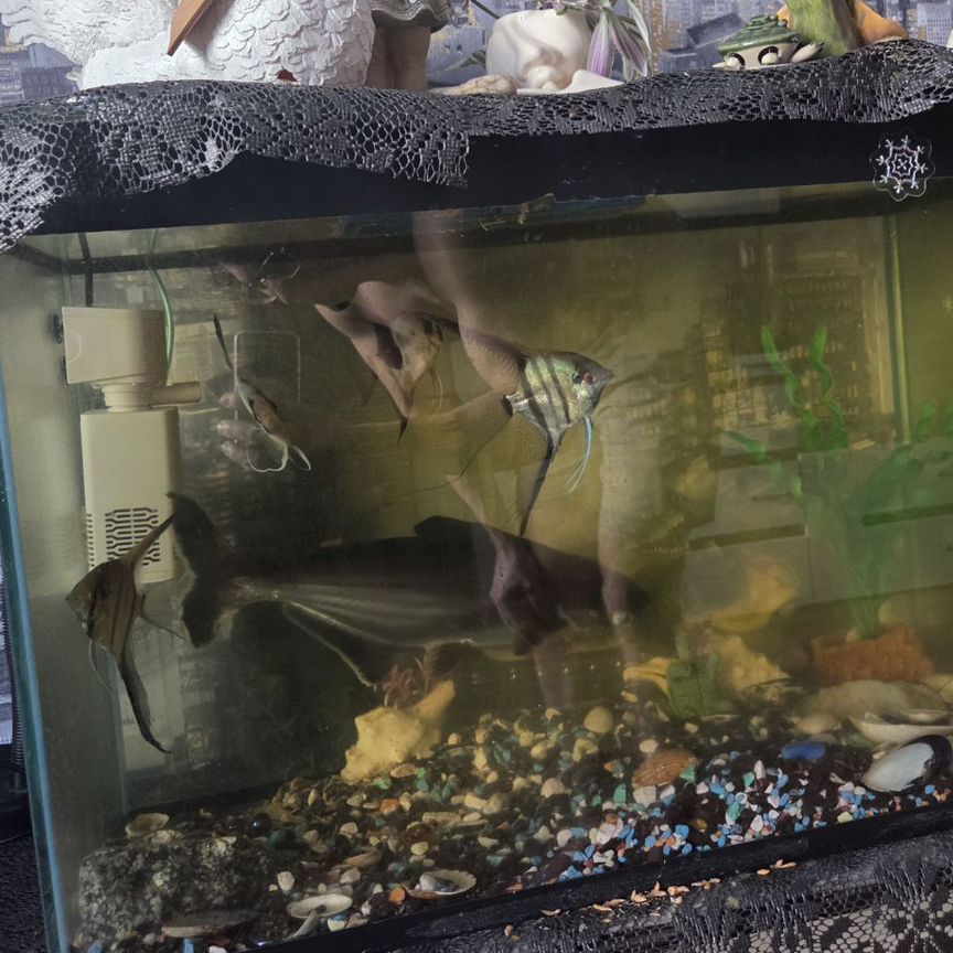 Аквариум с рыбками