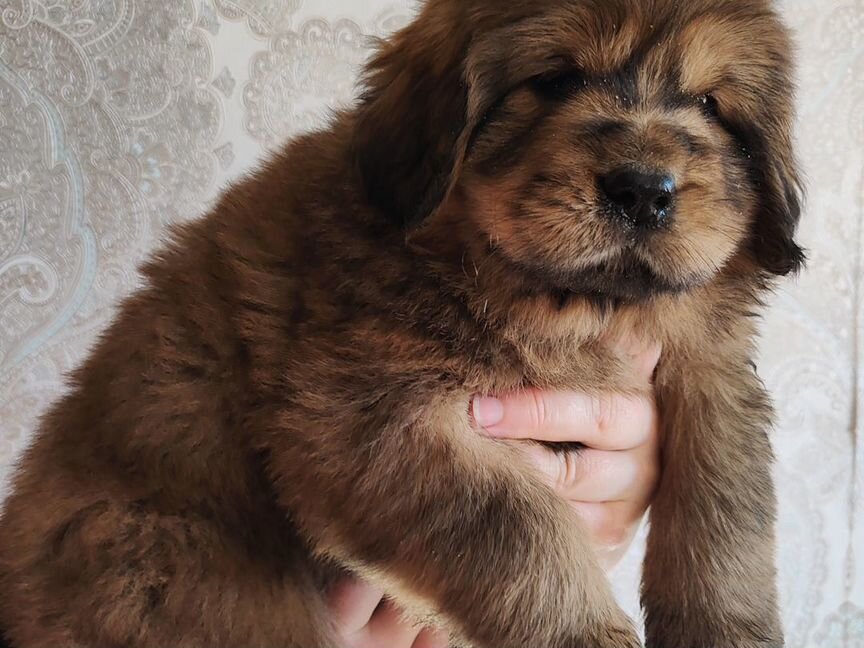 Тибетский мастиф щенки