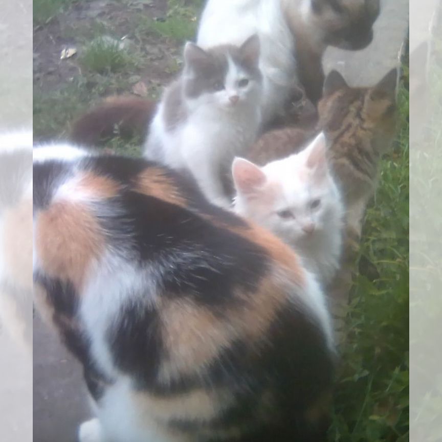 Котята в добрые руки