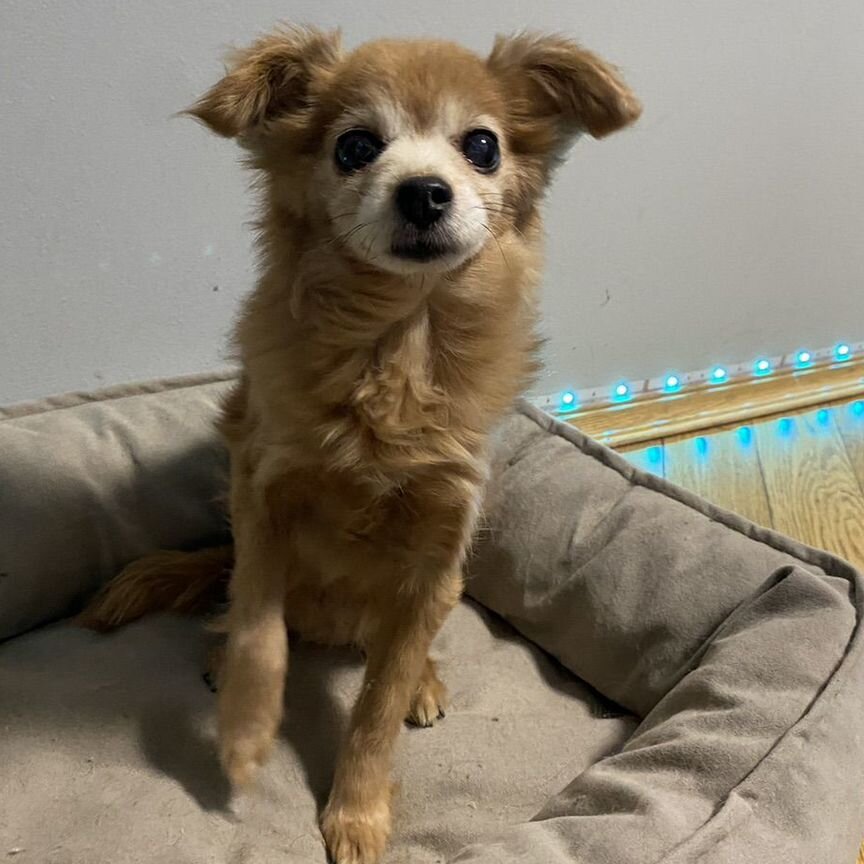 Русский той-терьер, взрослая собака