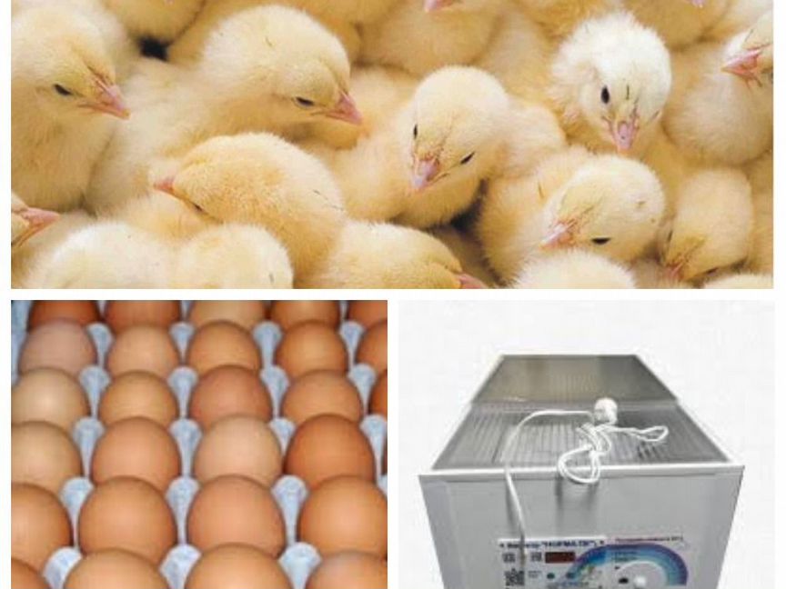 Инкубационное яйцо бройлер Арбор и несушка