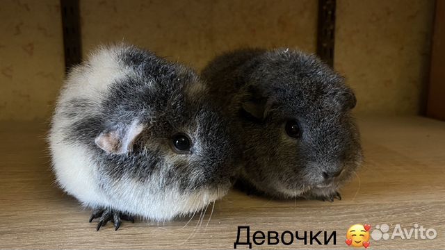 Морские свинки