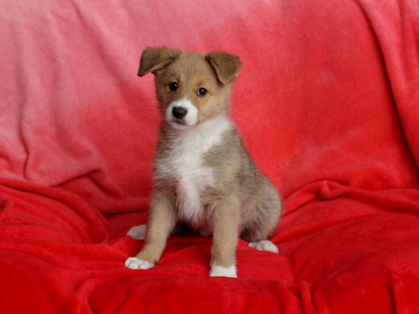 Щенок Мажор от мамы-корги уральского разлива