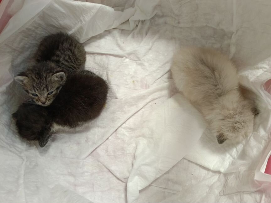 Котятки сиротки