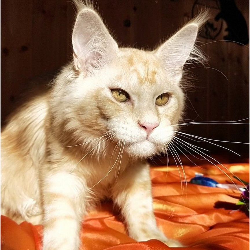 Мейн-кун котёнок