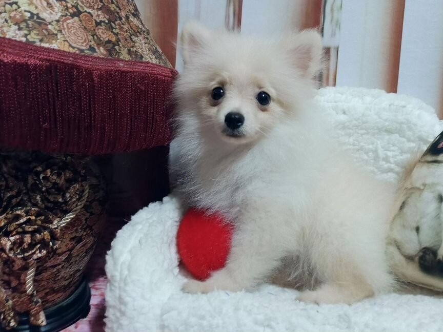 Кремовый мальчик шпица