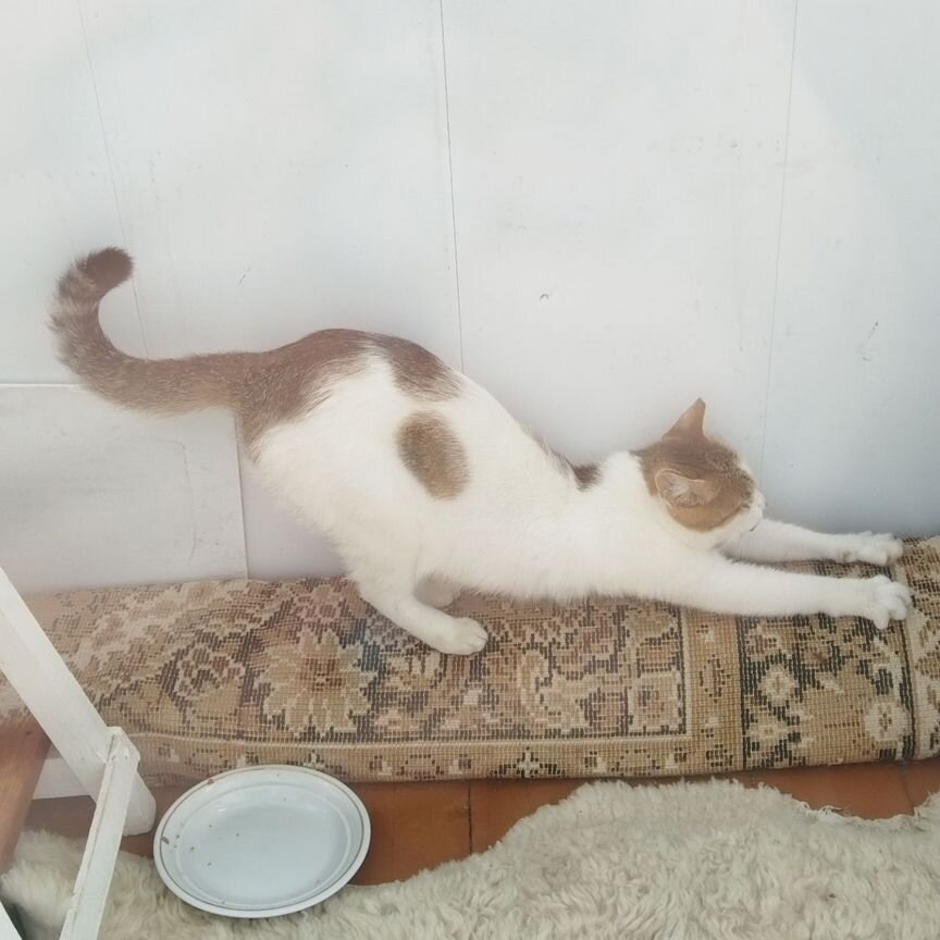 Отдам кошку