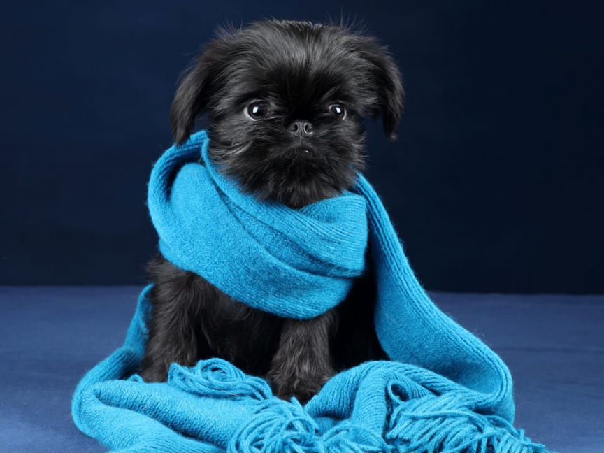 Бельгийский грифон