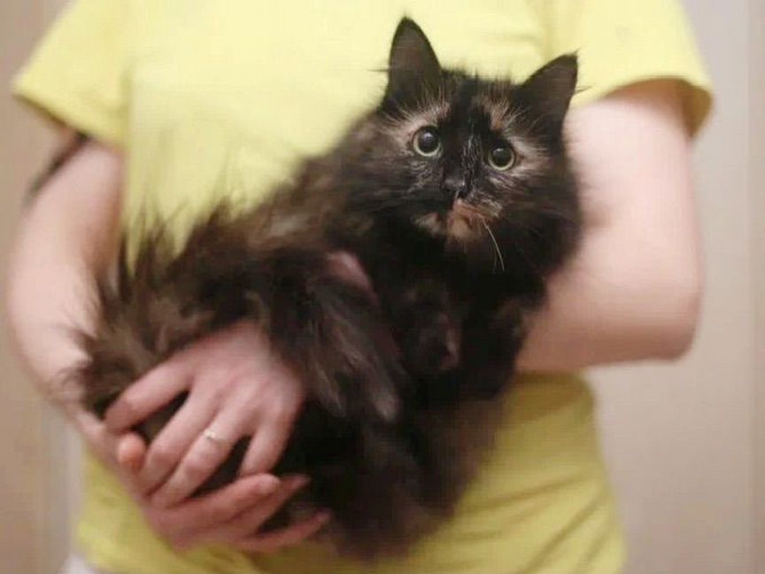 Кошечка ищет домашнюю передержку до пристройства