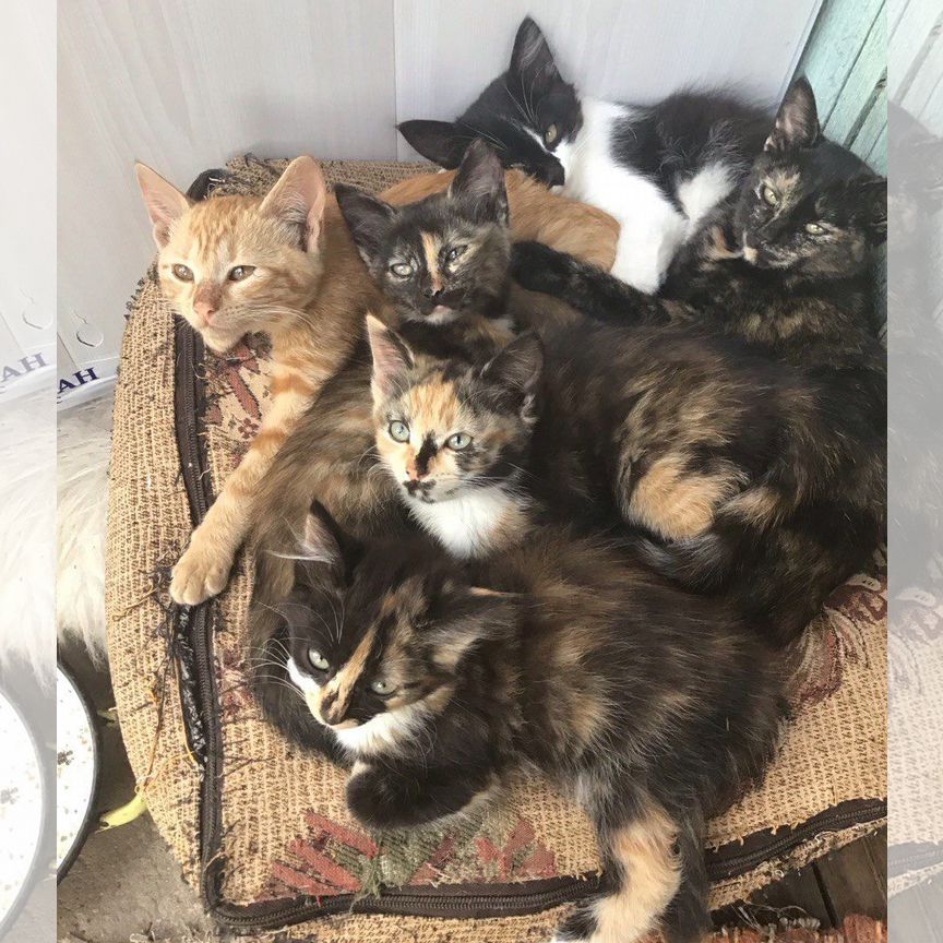 Котята в добрые руки приучены к лотку