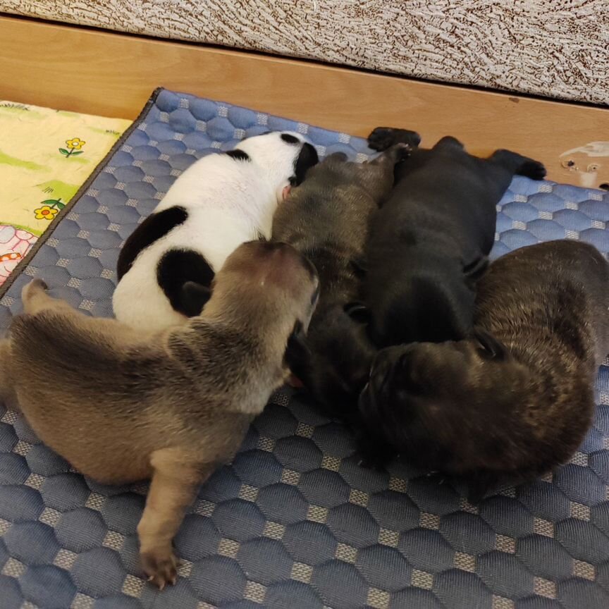 Щенки бульдожки