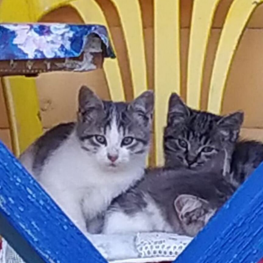 Котята и кошка