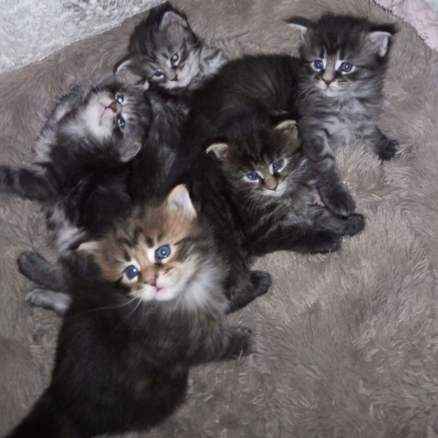 Мейн-кун котёнок