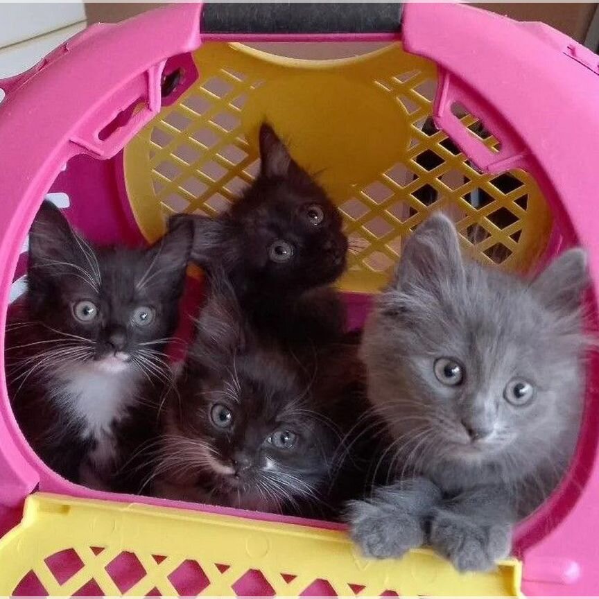 Британский короткошёрстный котёнок