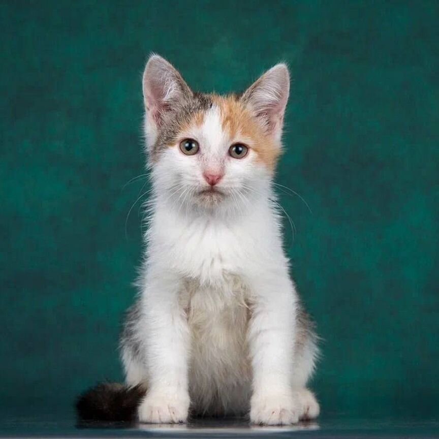 Чечевица в самые добрые руки