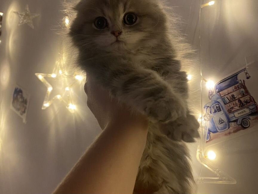 Шотланский вислоухий котенок
