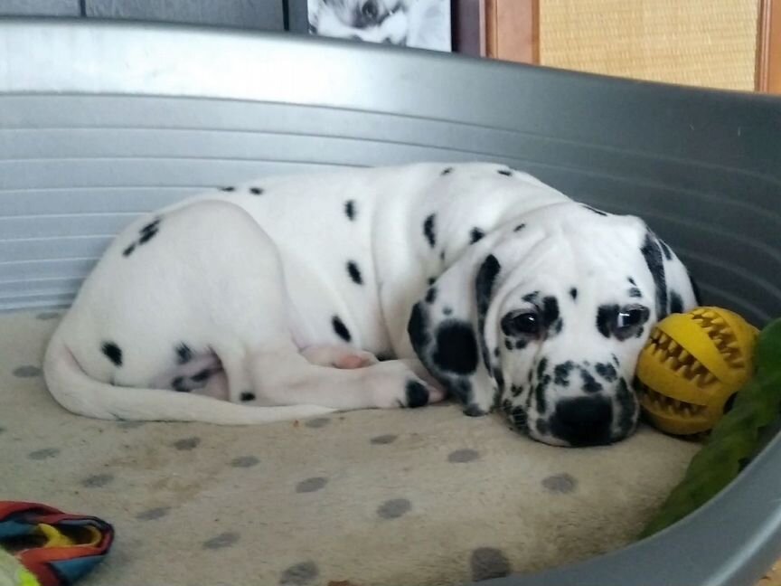 Щенок далматина