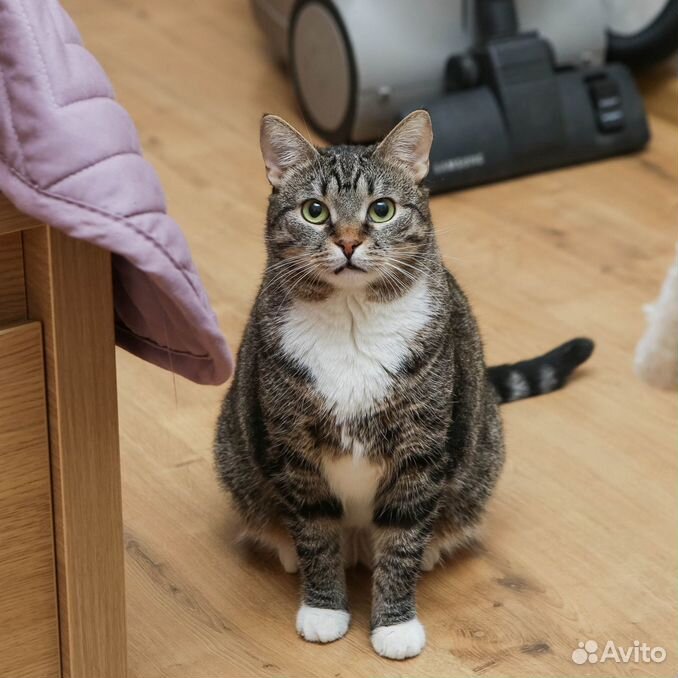 Зая милая кошечка