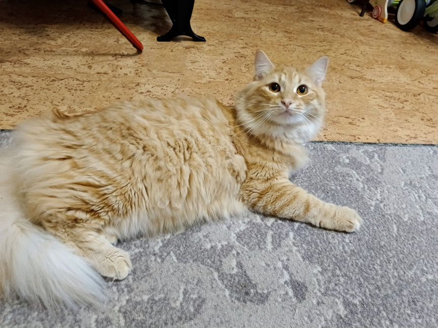 Сибирский кот бесплатно
