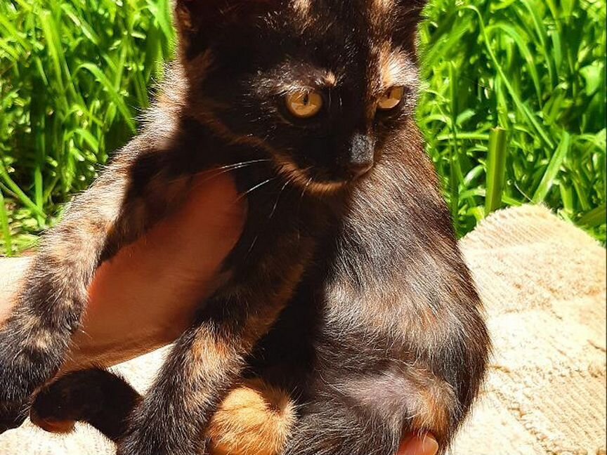 Котята в добрые руки бесплатно