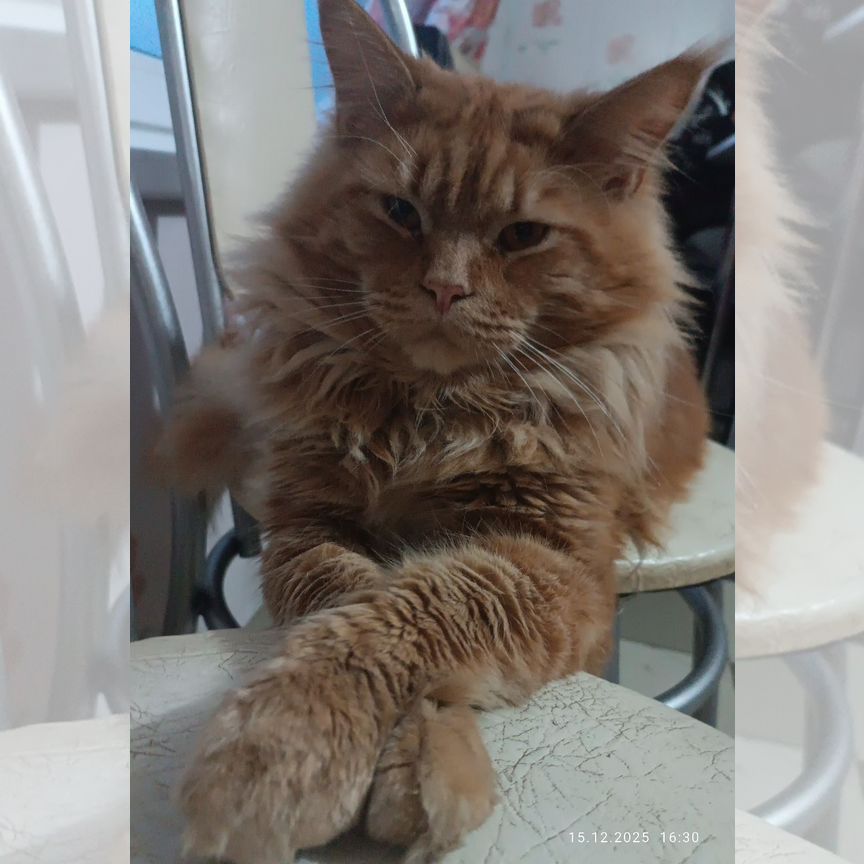 Мейн-кун, взрослая кошка