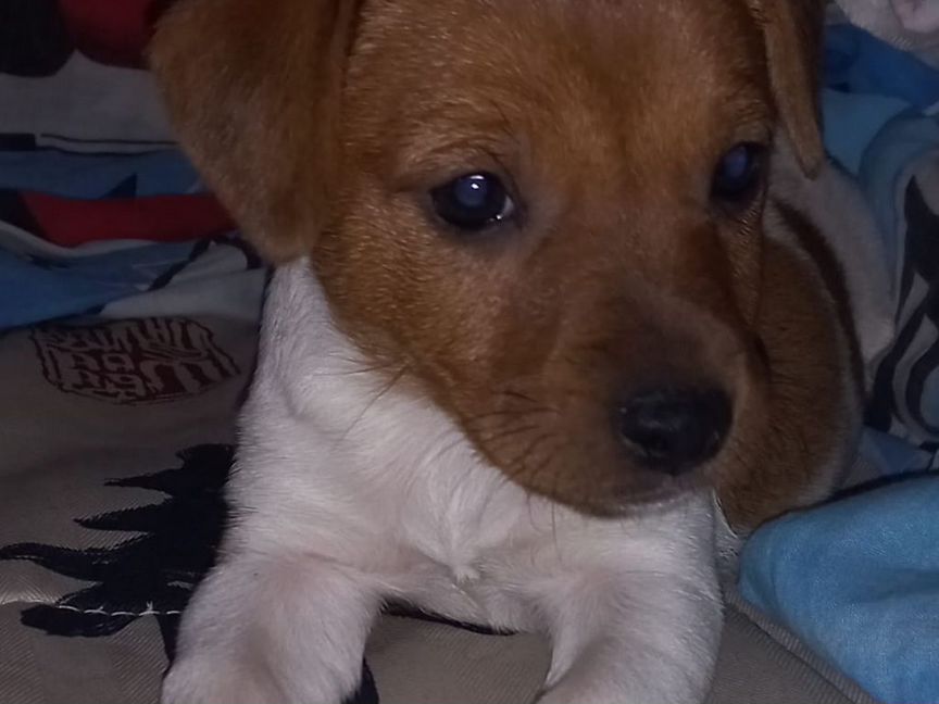 Джек Рассел терьер