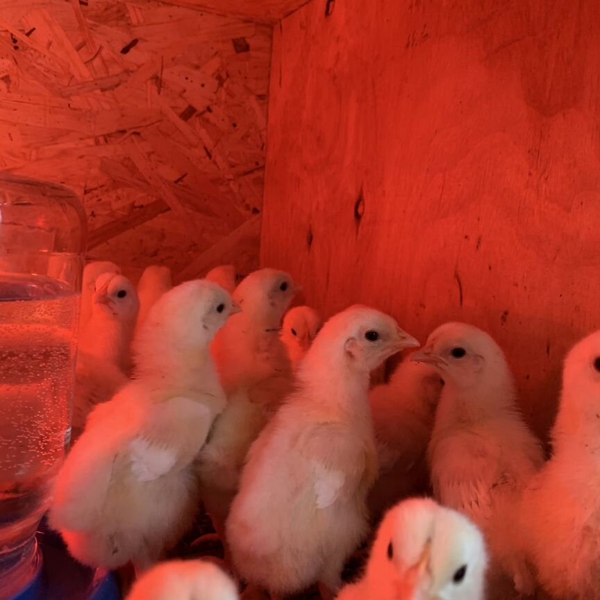 Цыплята несушки Декалб Уайт
