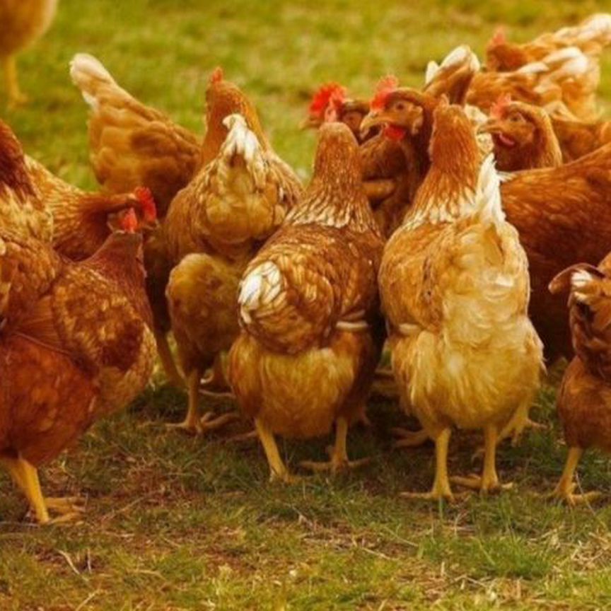 Куры несушки