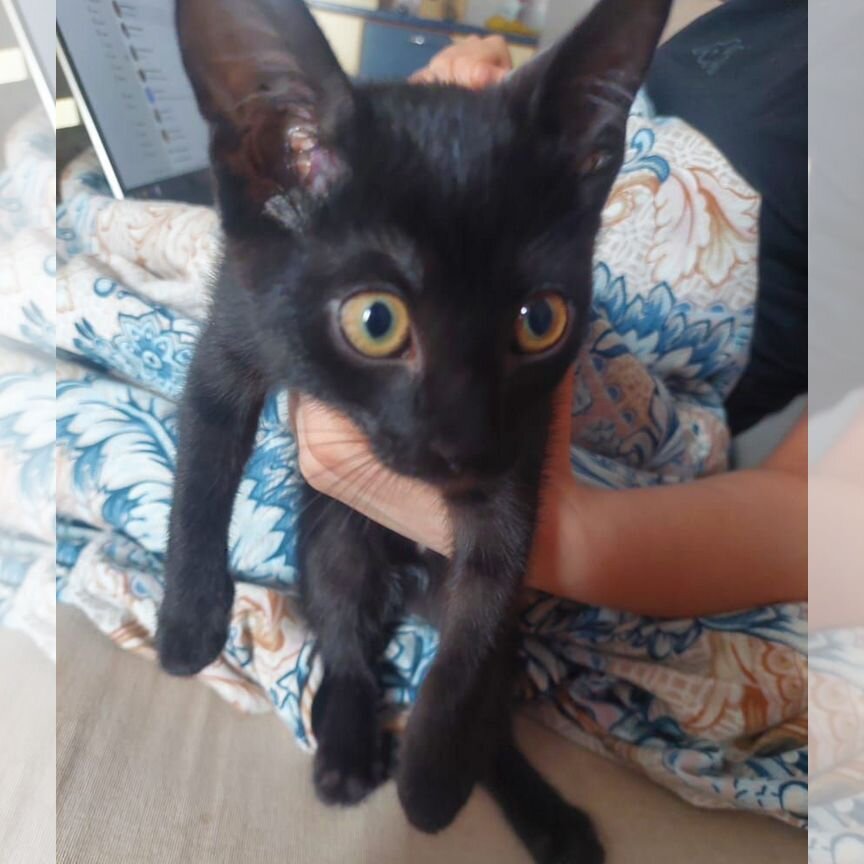 Домашние животные котята бесплатно
