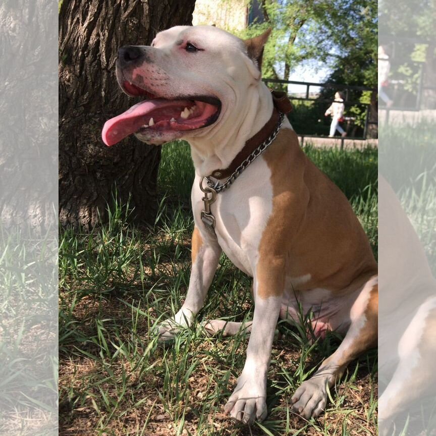 Стаффорд вязка