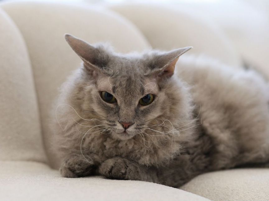 Кудрявая кошка