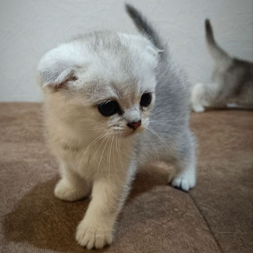 Шотландский вислоухий короткошёрстный котёнок