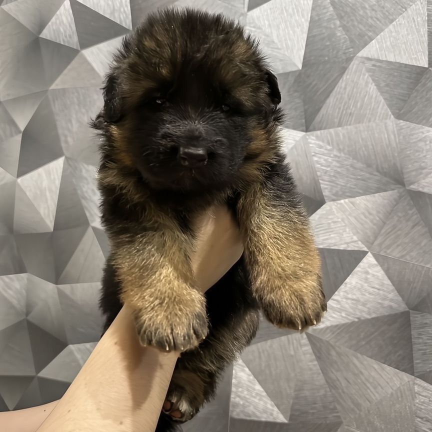 Немецкая овчарка, щенок