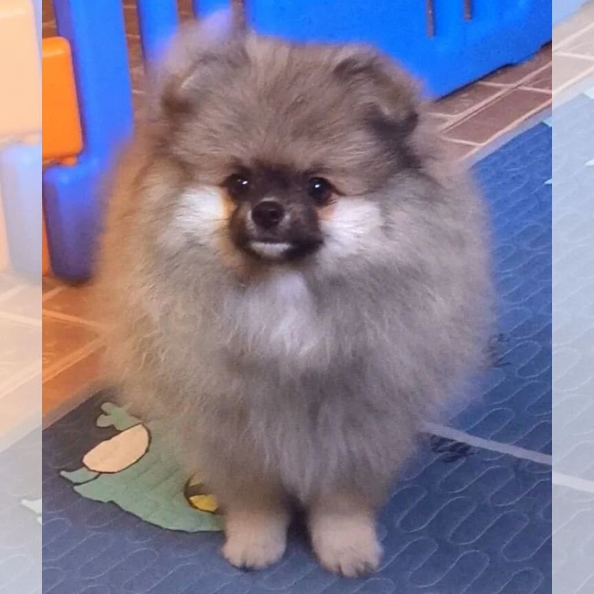 Померанский шпиц, щенок