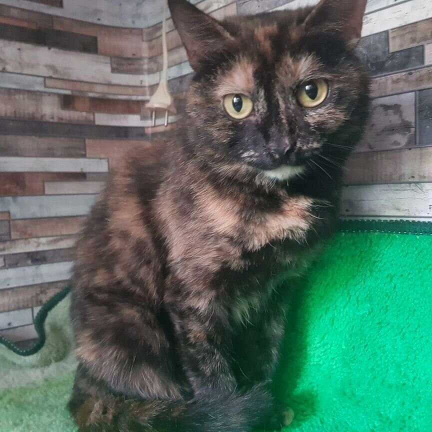 Клеопатра, кошечка, которая приносит счастье