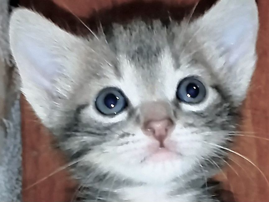 Котёнок котик 1 месяц возраст домашний