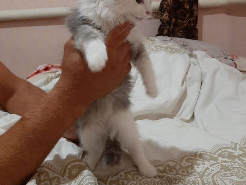 Отдам котенка в добрые руки