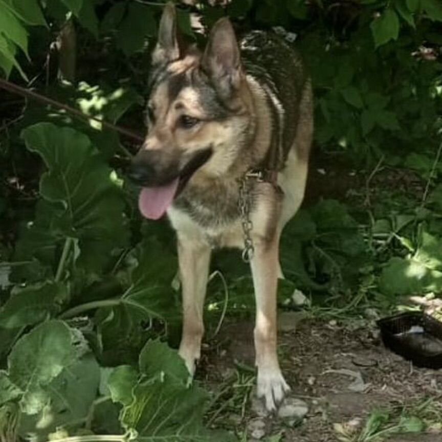 Восточноевропейская овчарка, взрослая собака