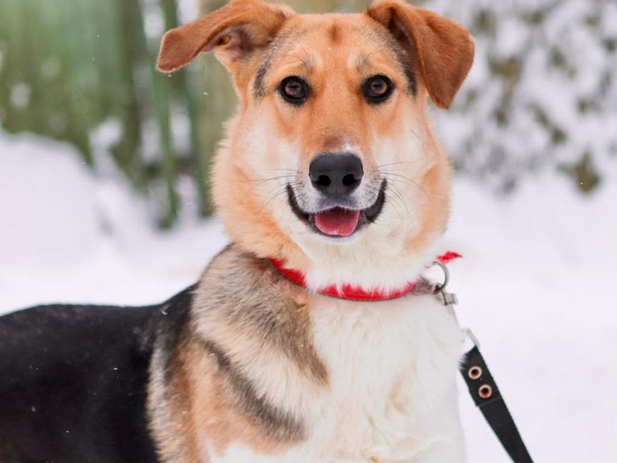 Обаятельная общительная Собака Ладушка