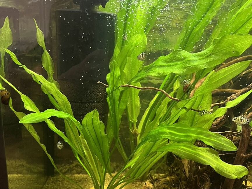 Аквариумные растения