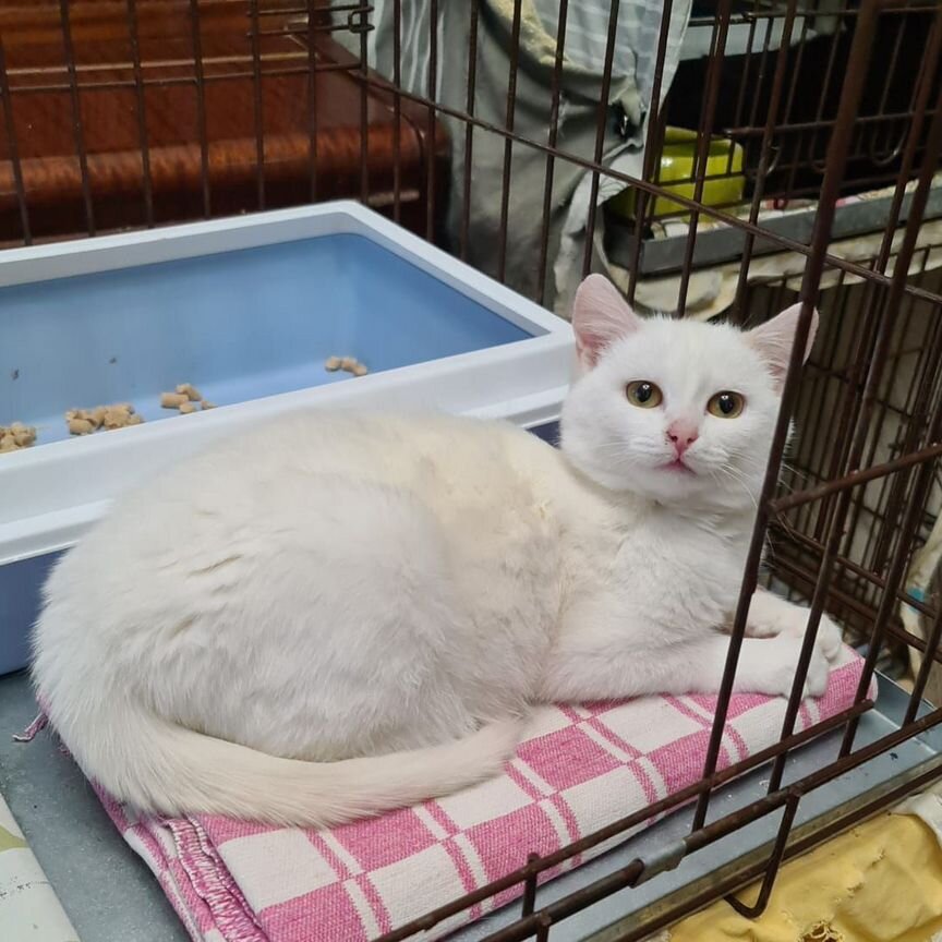 Котик подросток