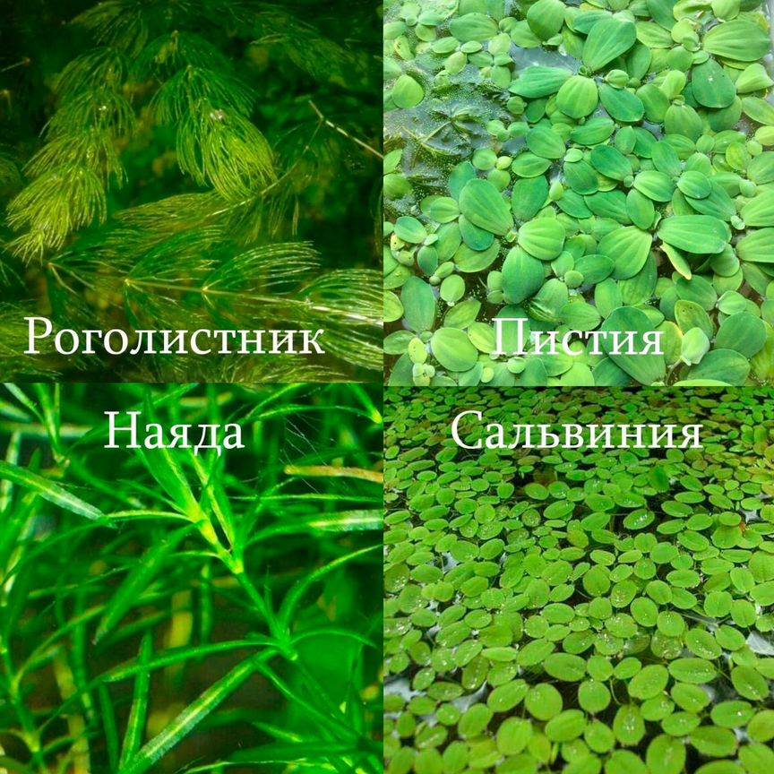 Живые аквариумные растения