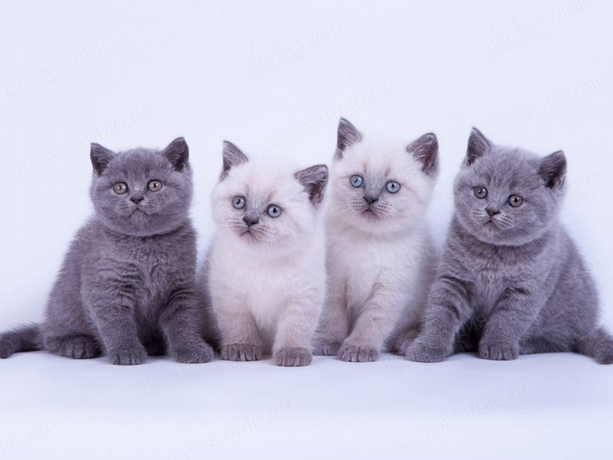 Британские голубые и колорные котята