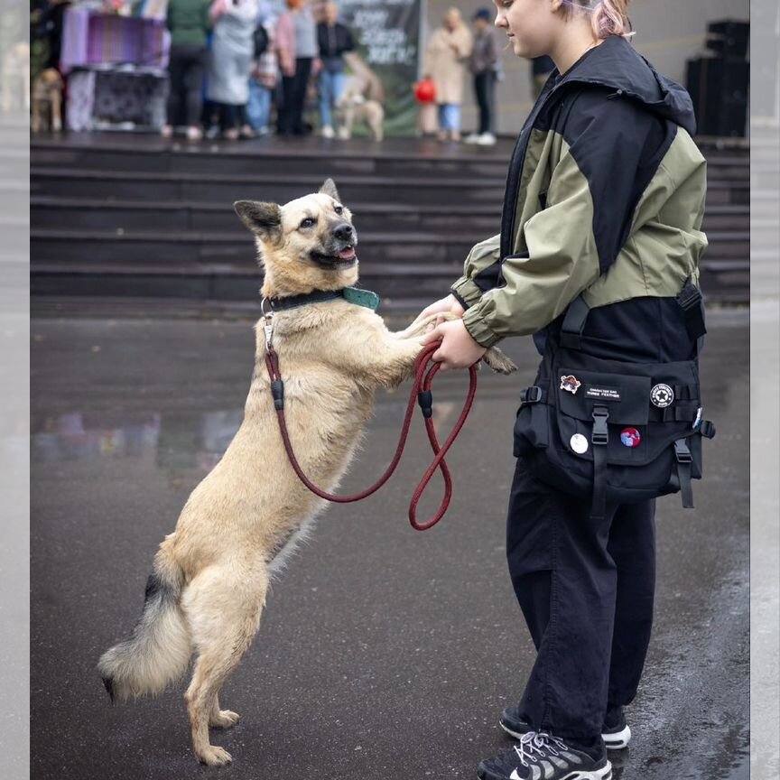 Шикарная собака Ханна