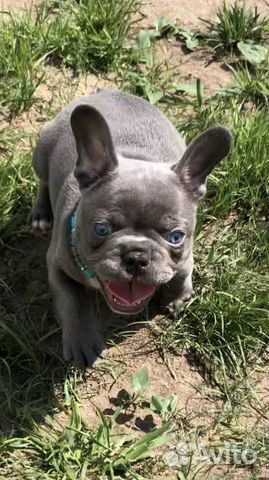 Французский бульдог лилак