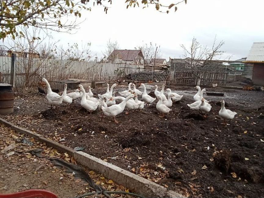 Гуси продам живым весом или мясом